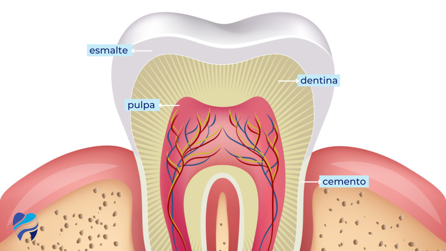 ¿Por Qué Se Mueven Los Dientes? | Clínica Dental Arco